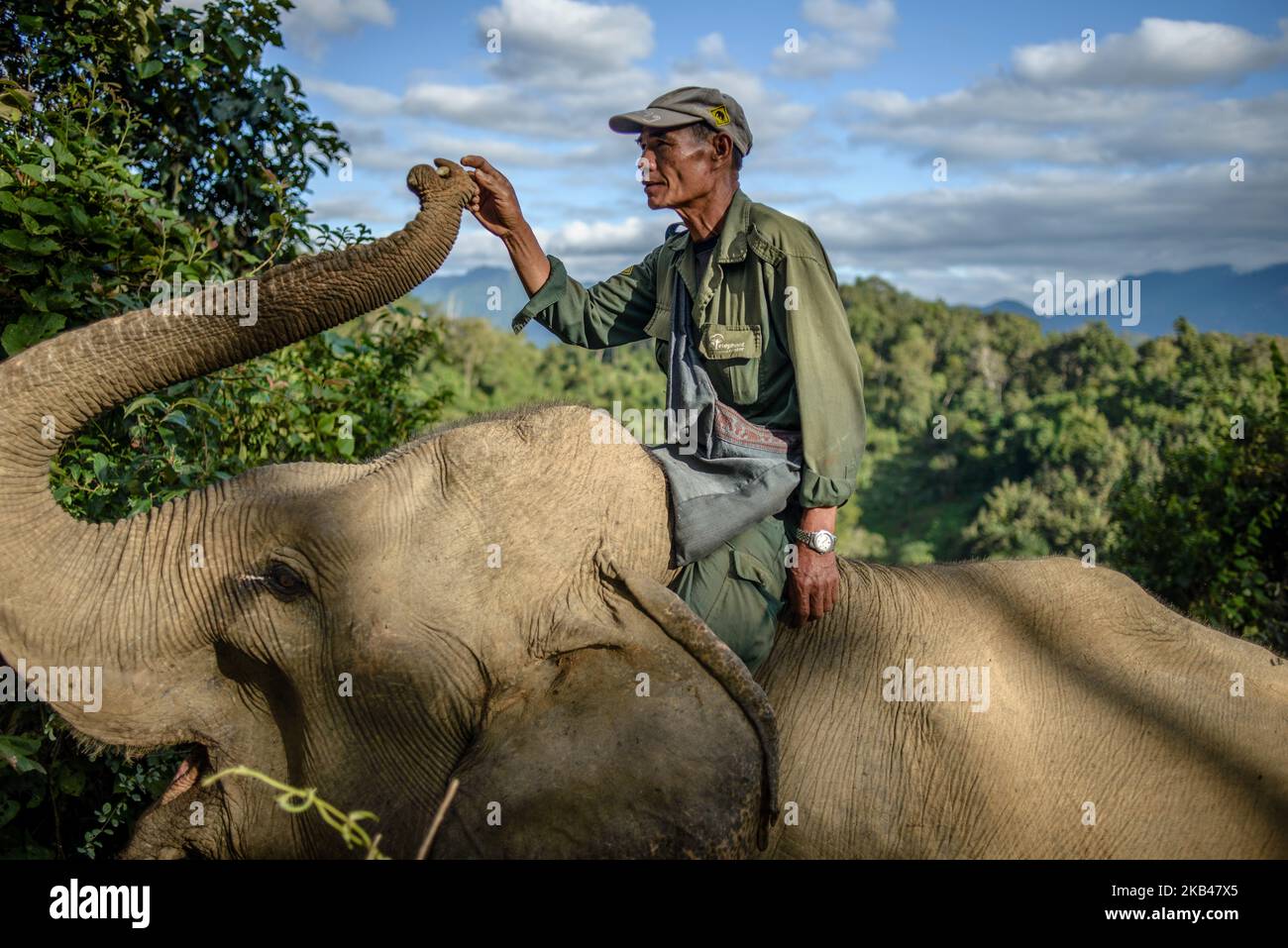 Mahouts (elephant keepers) lead elephants into the forest after ...