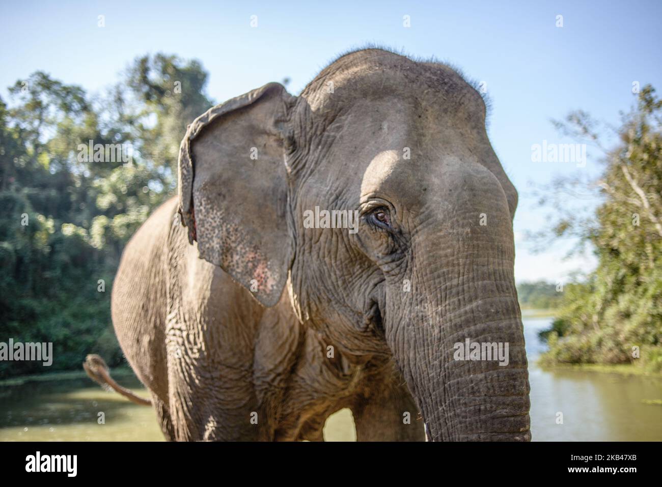 Close-up of the elephant in the Elephant Conservation Center, Sayaboury ...