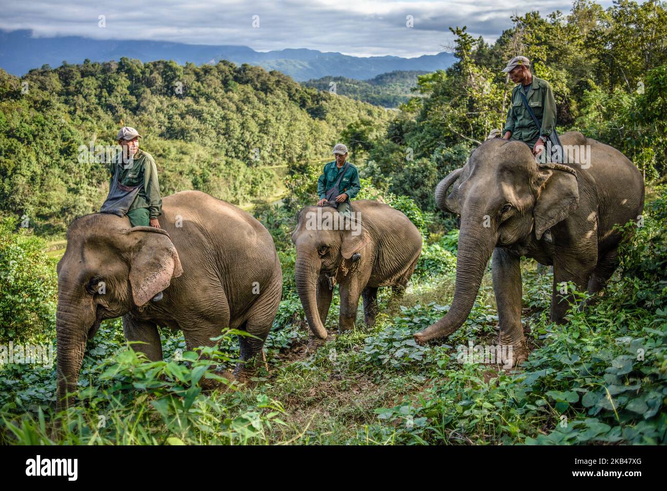 Mahouts (elephant keepers) lead elephants into the forest after ...