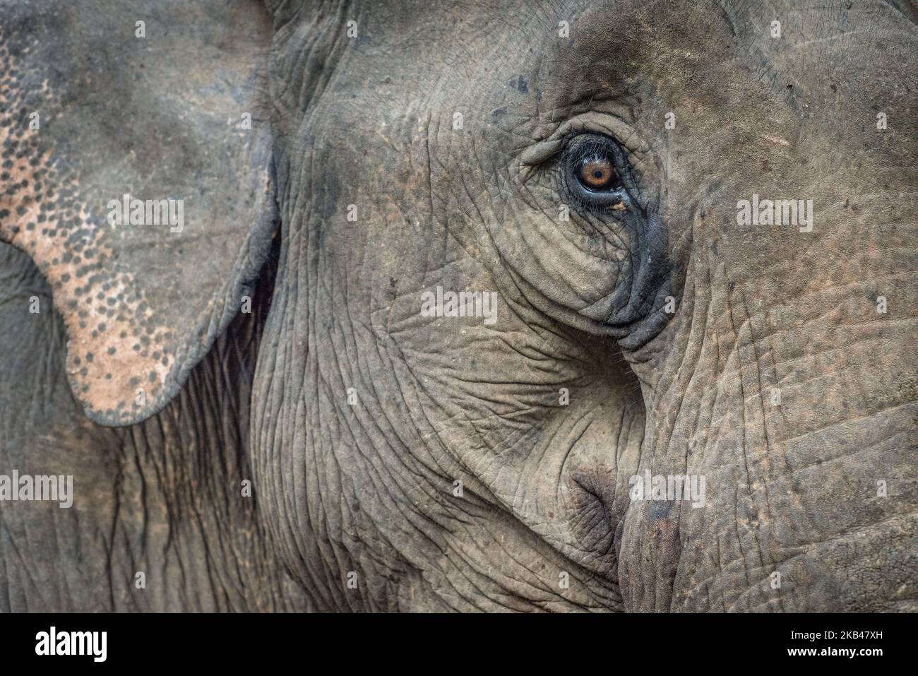 Close-up of the elephant in the Elephant Conservation Center, Sayaboury ...