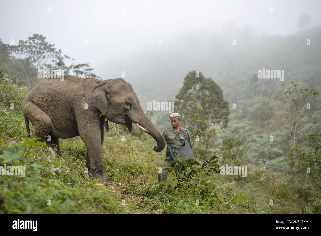 Seven-year-old elephant with the mahout (elephant keeper) in the ...