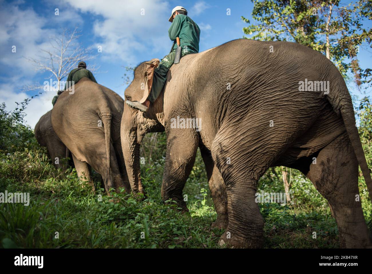 Mahouts (elephant keepers) lead elephants into the forest after ...