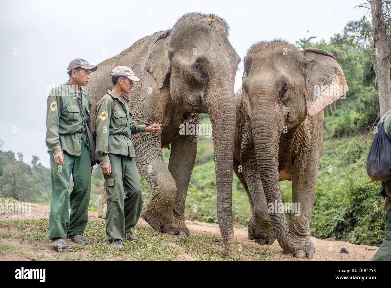 Mahouts (elephant keepers) with the elephants in the Elephant ...