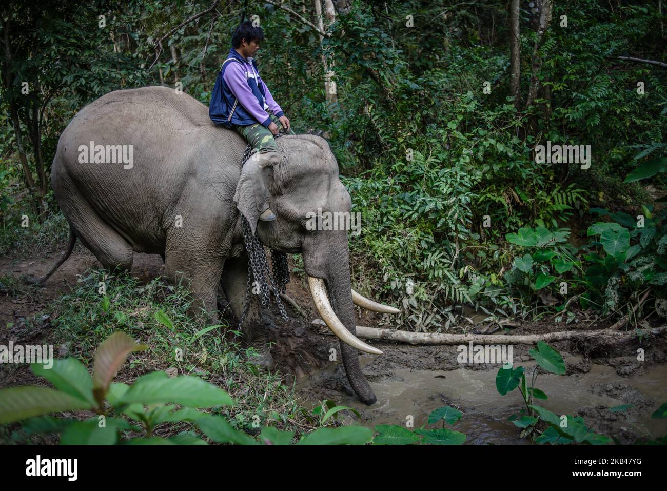 Mahouts (elephant keepers) take elephants to a new place deep in the ...