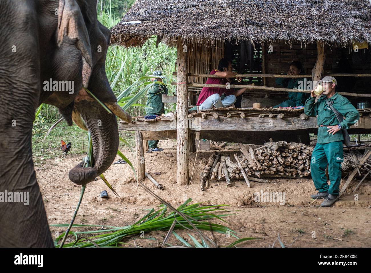 Farm in the Elephant Conservation Center where elephant food is grown ...