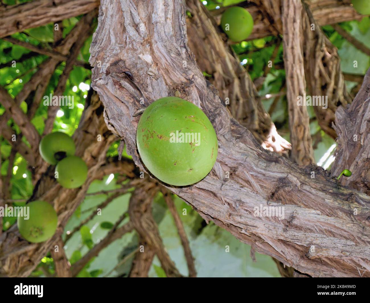 Bignonaceae hi-res stock photography and images - Alamy