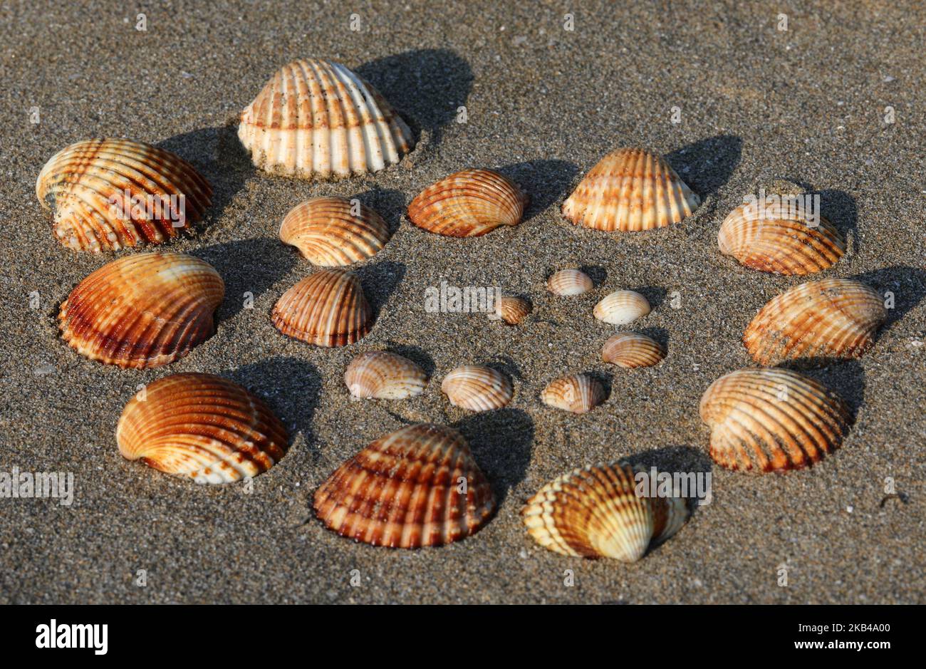 shells of many sizes on the sandy beach forming a spiral Stock Photo ...