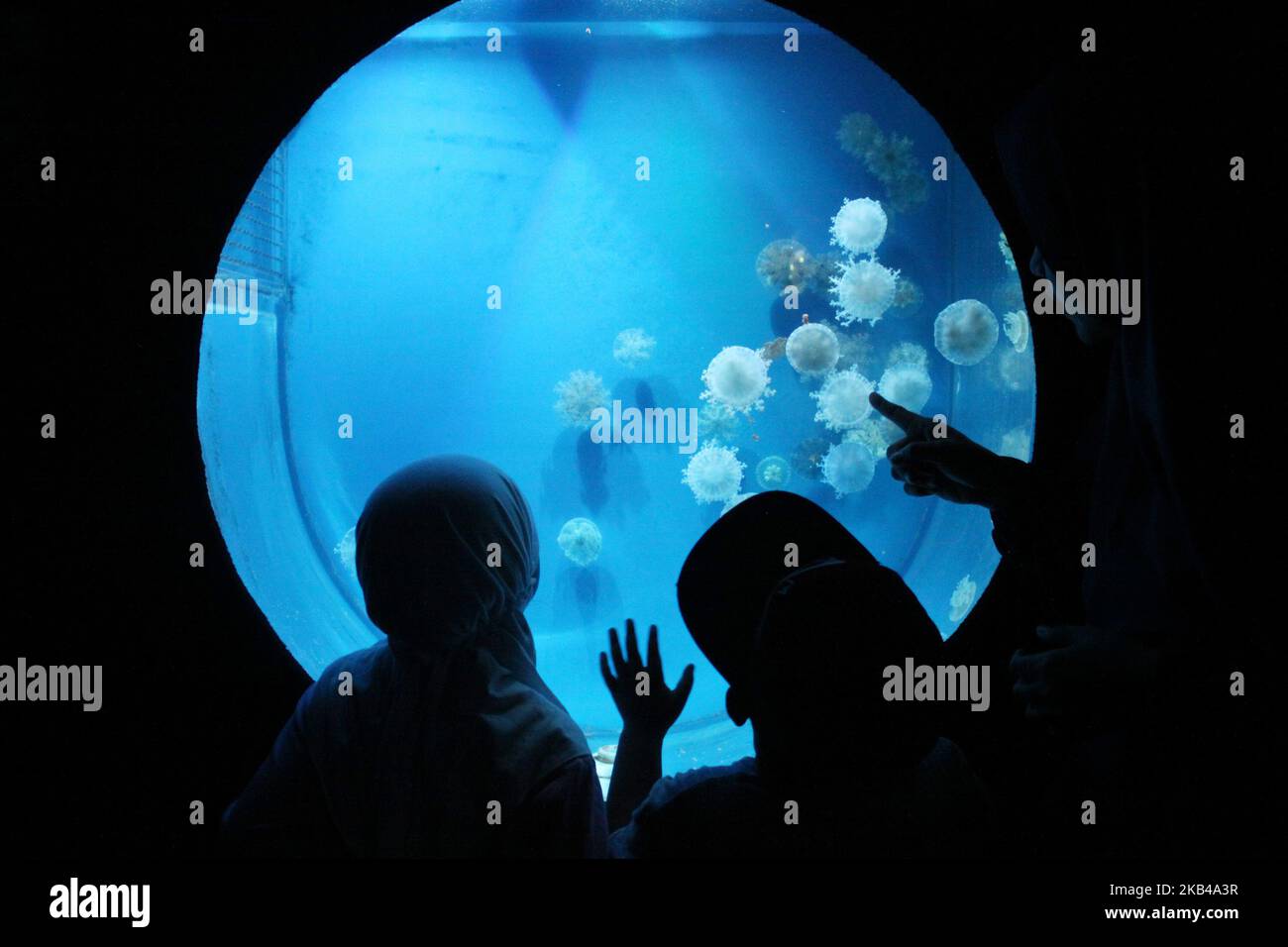 Visitors watched the Upside-down Jellyfish at Jellyfish Sphere of ...