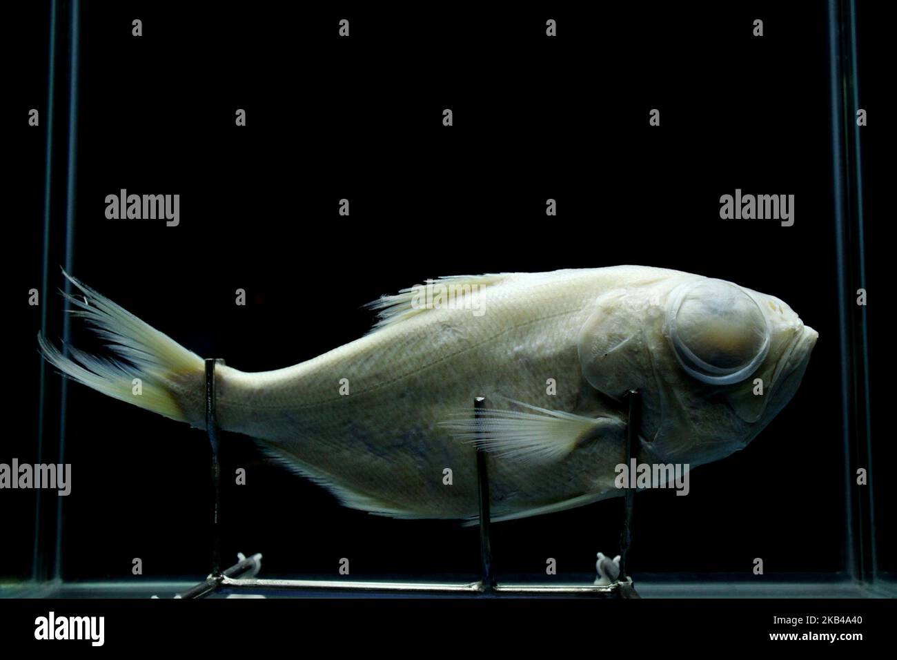 A number of collections of the preserved deep-sea fish from Biota ...