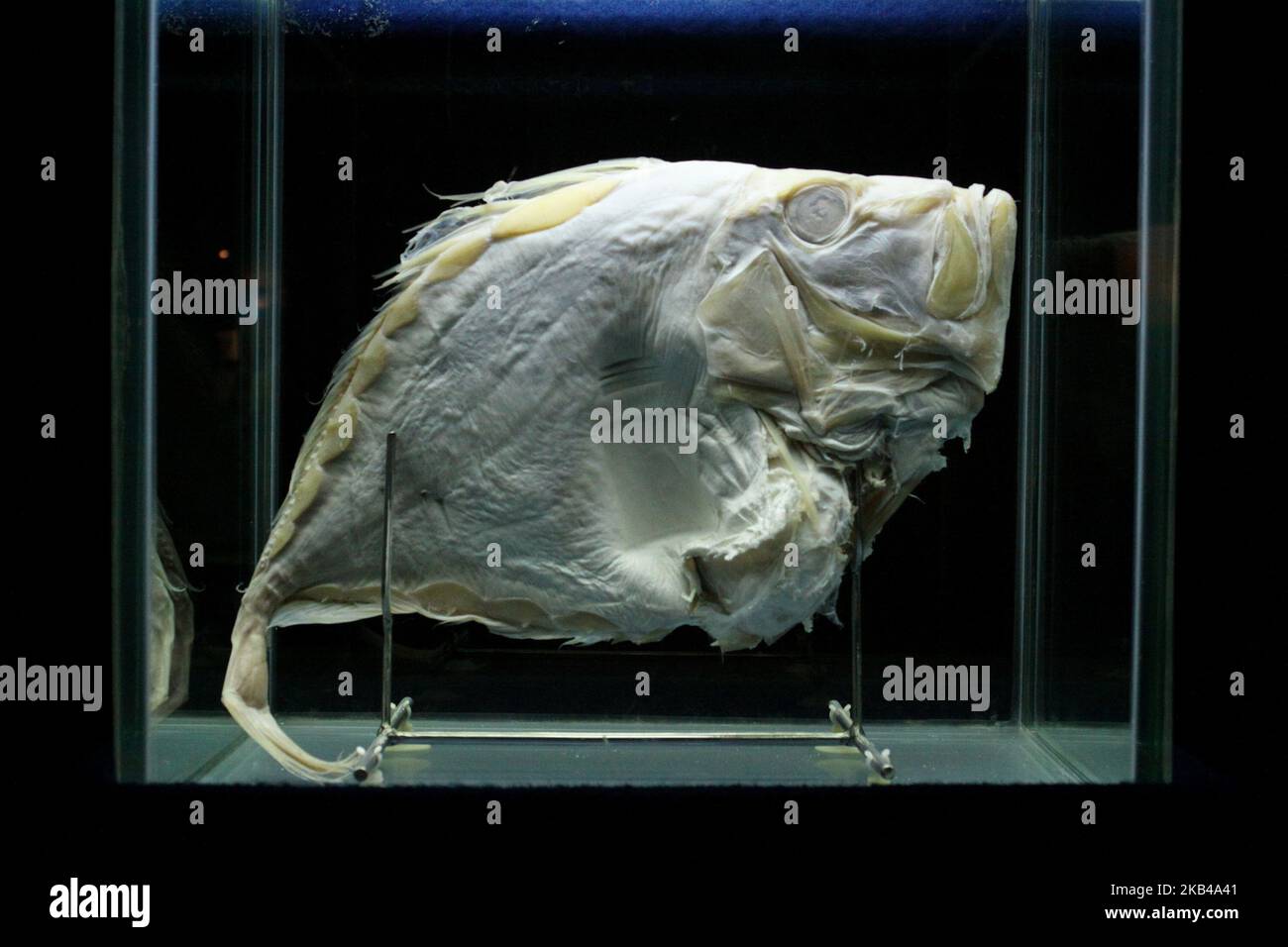 A number of collections of the preserved deep-sea fish from Biota ...