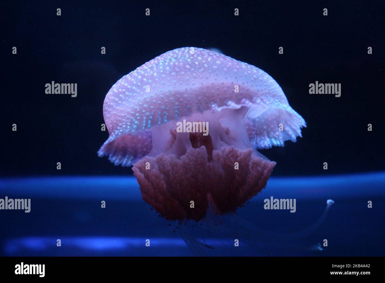 Spotted Jellyfish at Jellyfish Sphere of Indonesia Seaworld, Ancol ...