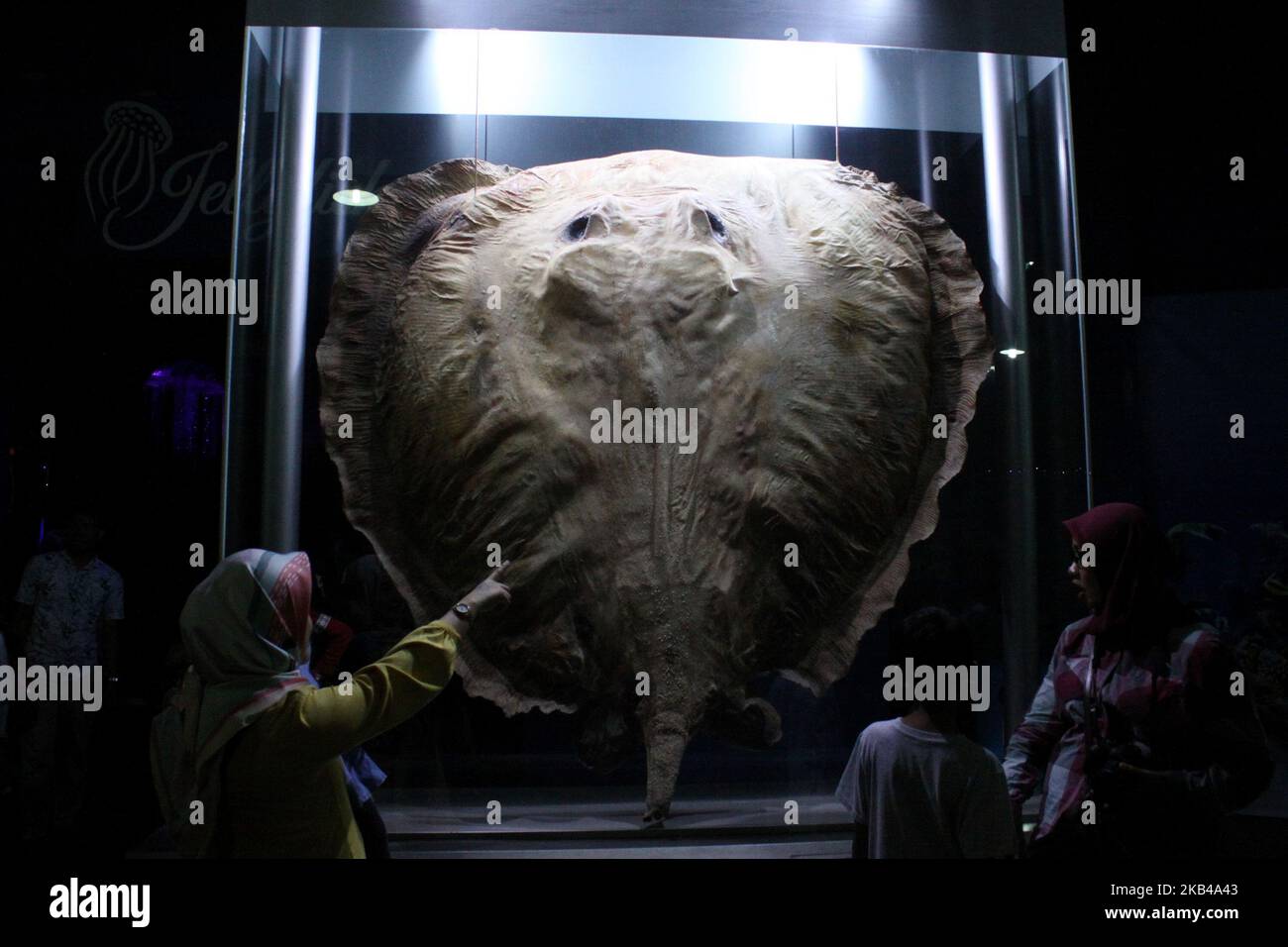 Visitors watched the preserved deep-sea fish in Biota Oceanic Mortem ...