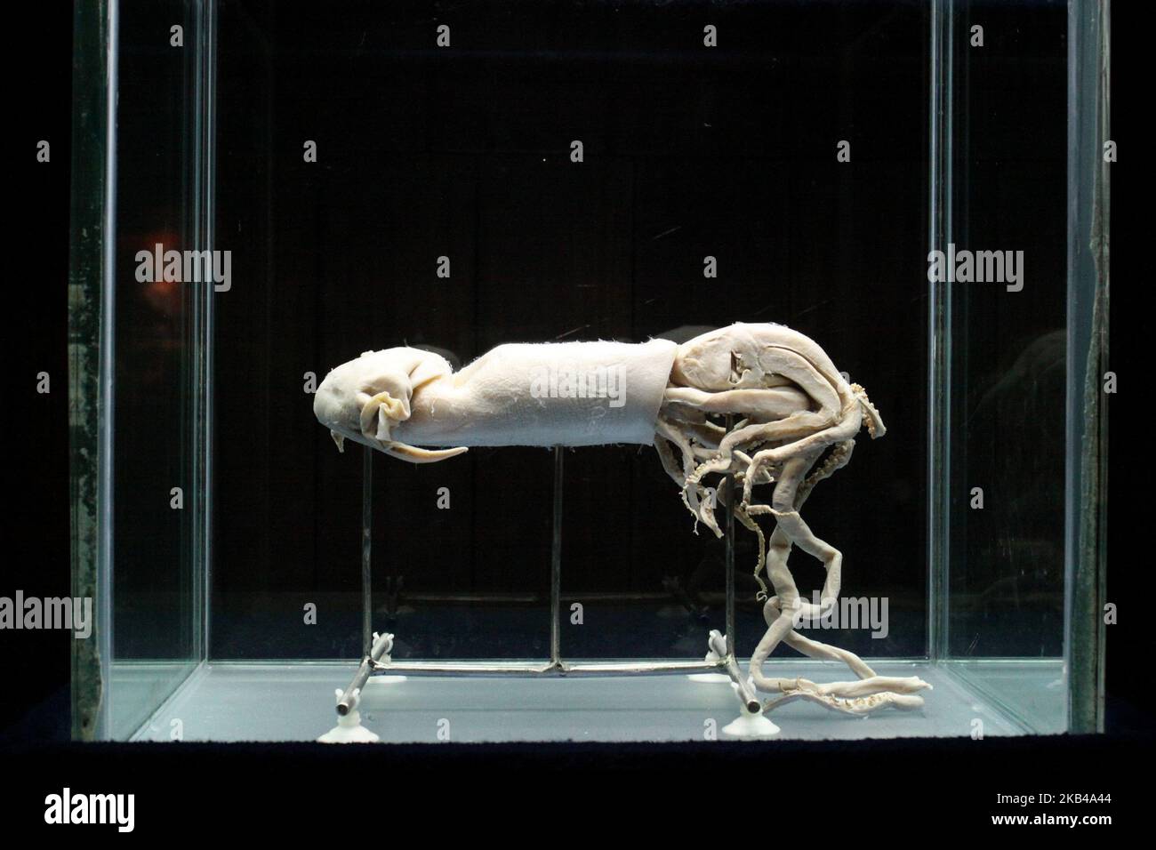 A number of collections of the preserved deep-sea fish from Biota ...
