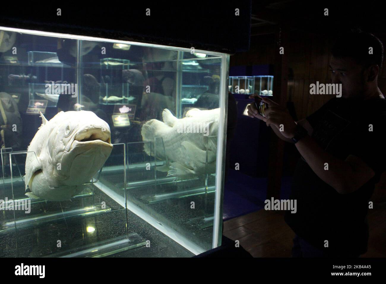 Visitors watched the preserved deep-sea fish in Biota Oceanic Mortem ...