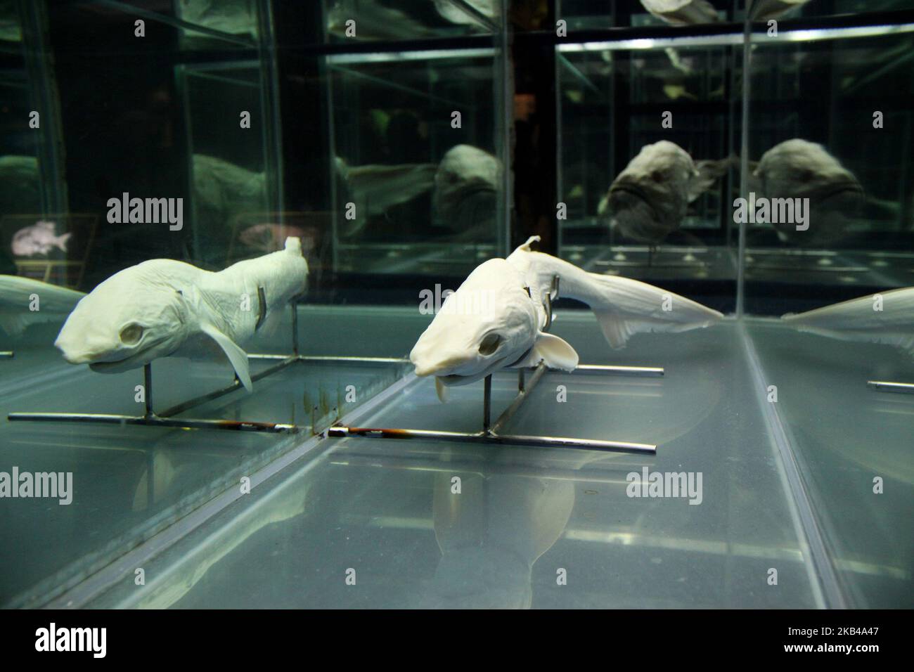 A number of collections of the preserved deep-sea fish from Biota ...