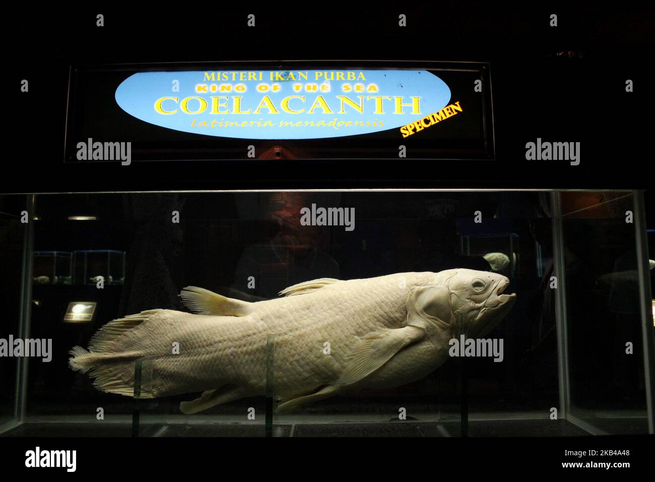 A number of collections of the preserved deep-sea fish from Biota ...