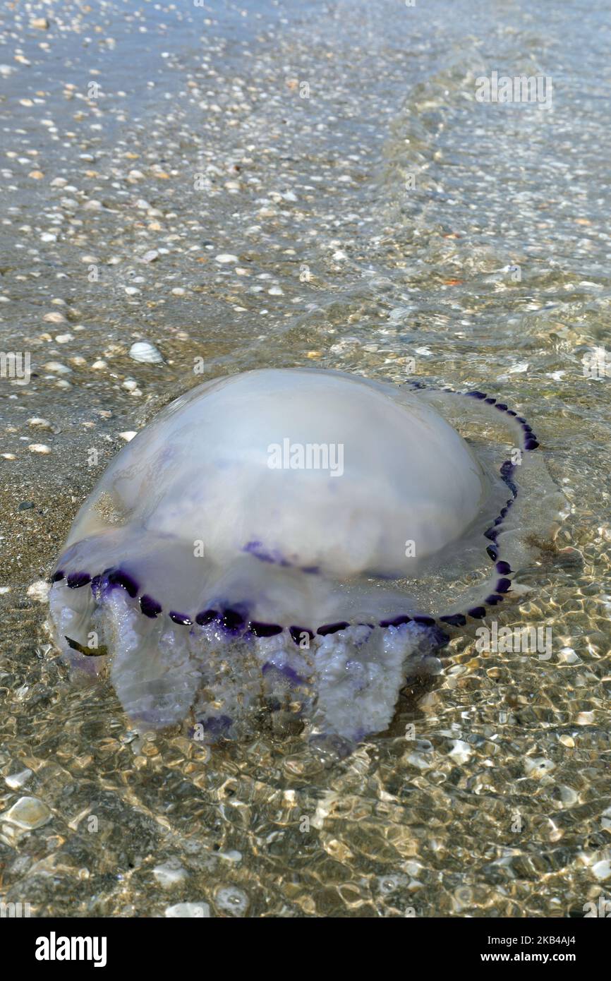 large jellyfish with stinging tentacles beached on the seashore Stock ...