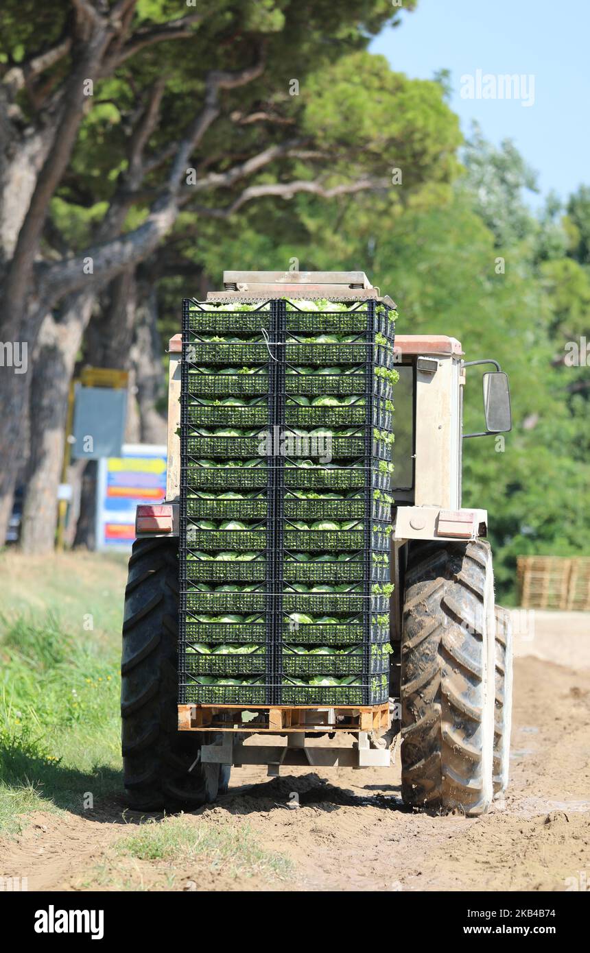 tractor carrying crates of freshly harvested green vegetables from the ...