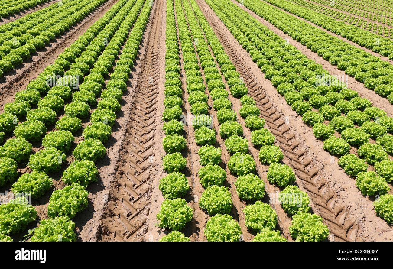 field cultivated with cabbage salad growing on the fertile sandy soil ...