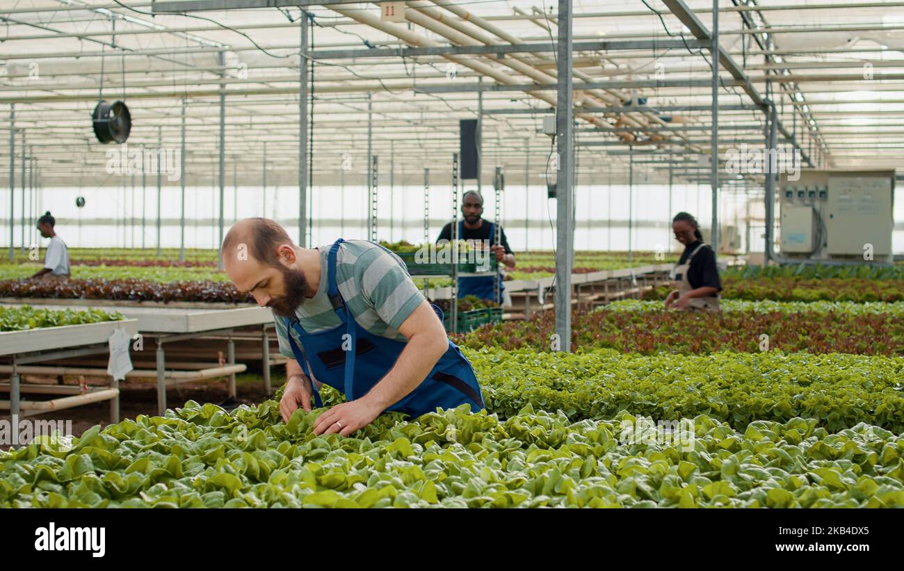 Man loading vegetables crate hi-res stock photography and images - Alamy