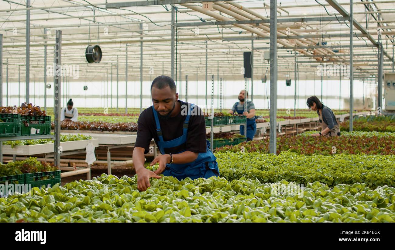 Man loading vegetables crate hi-res stock photography and images - Alamy