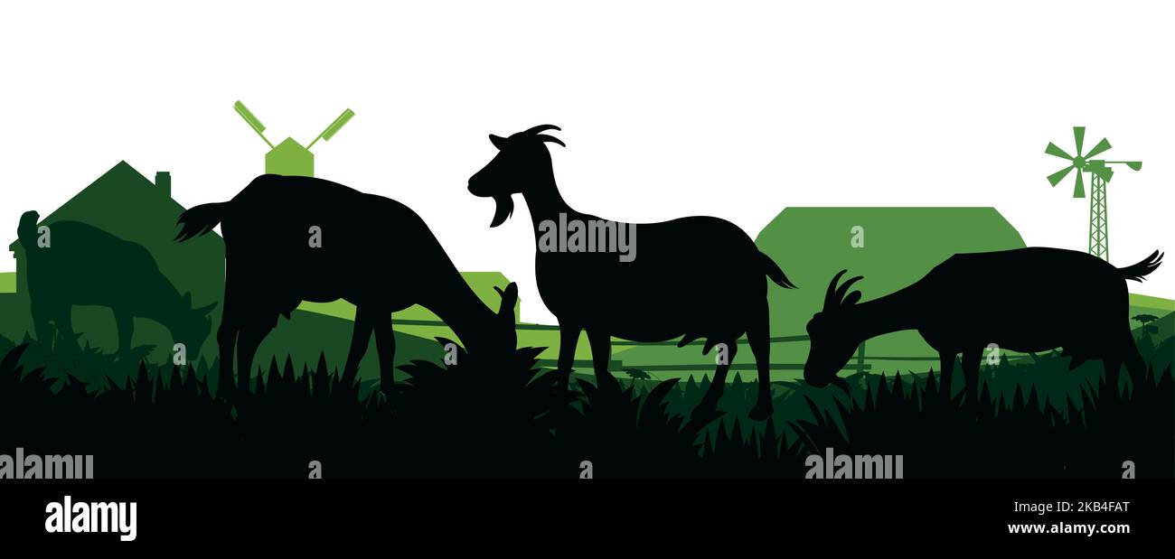 Goats grazing on pasture. Picture silhouette. Farm pets. Rural ...