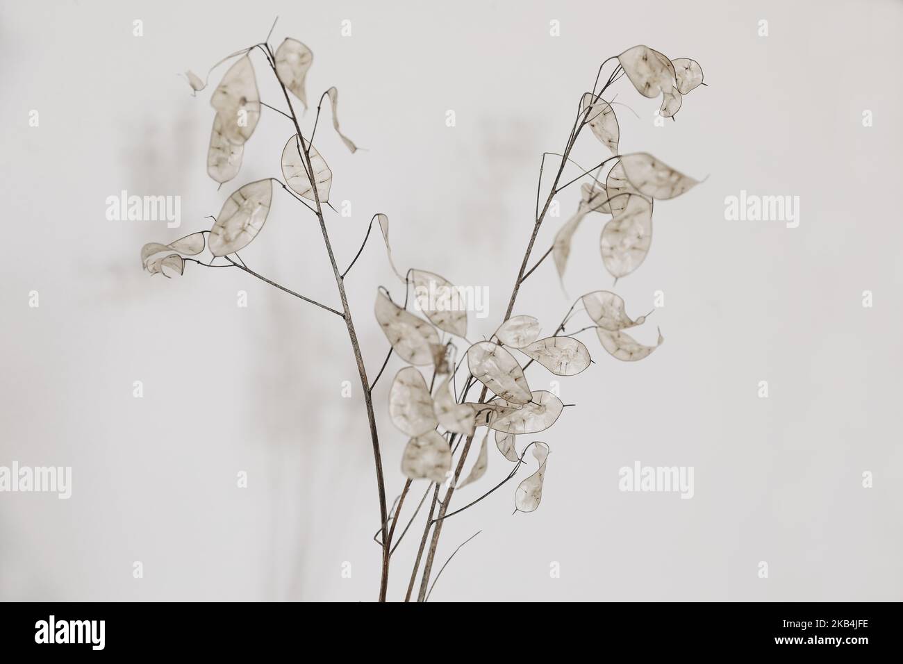 Close-up of beautiful creamy dry Lunaria annua bouquet. Silver dollar ...