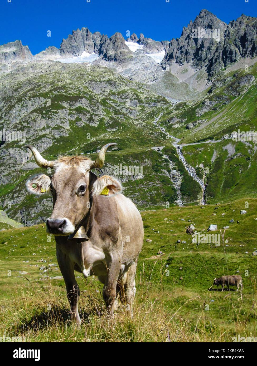 Alpine gray cow hi-res stock photography and images - Alamy