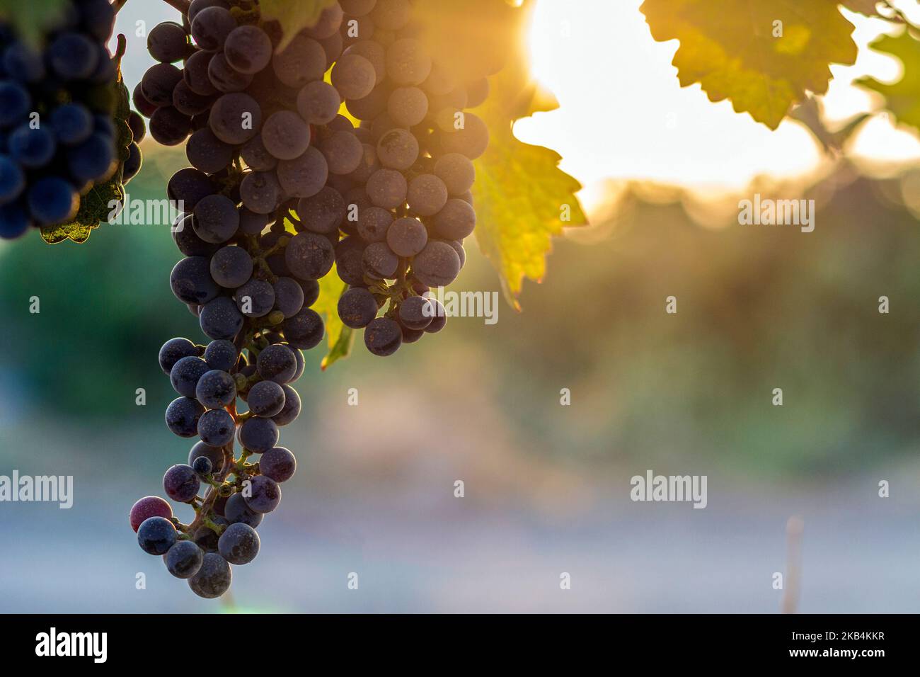Blue grapes in the sun Stock Photo - Alamy