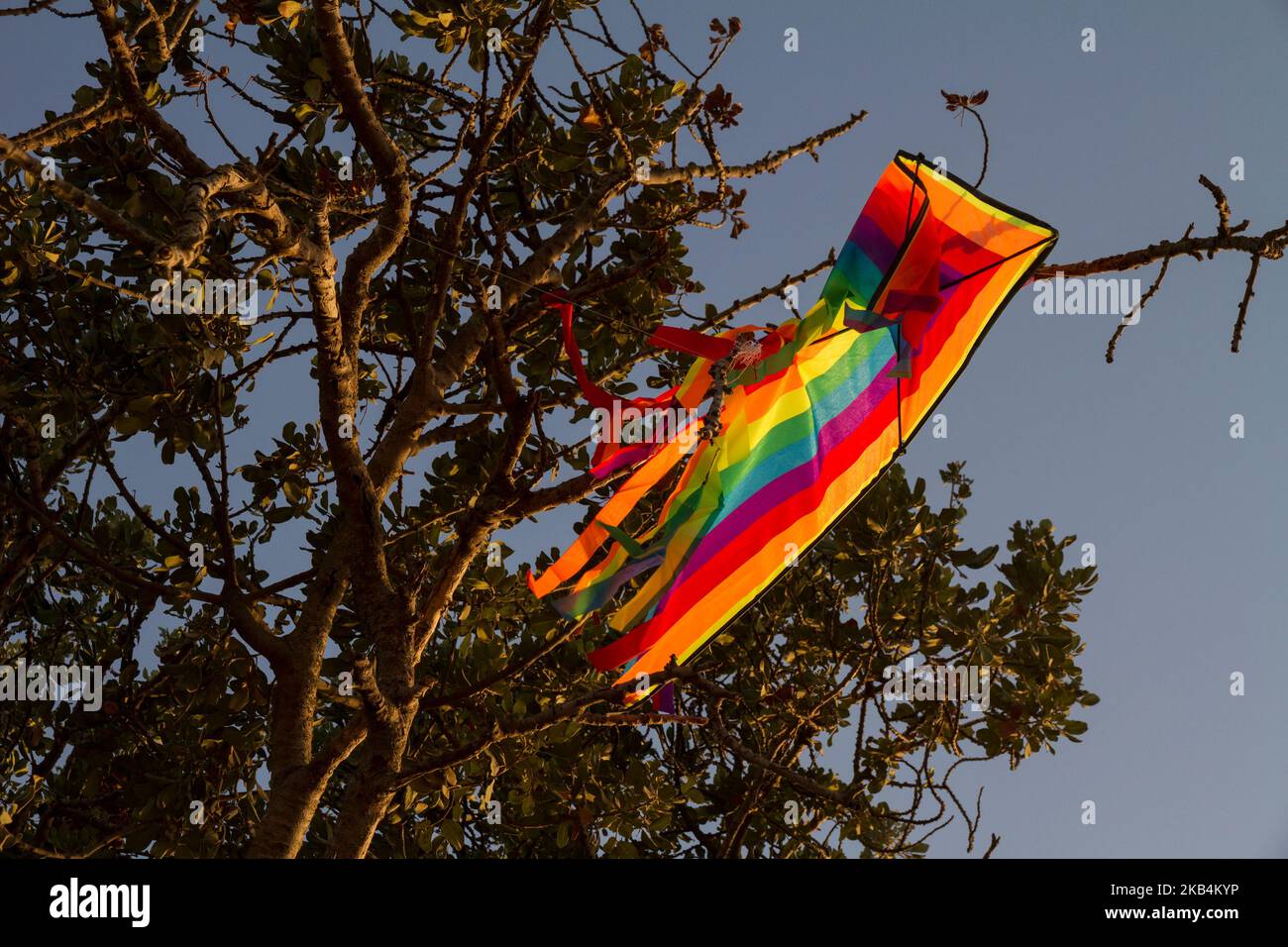 A colorful kite got tangled on high tree branches Stock Photo - Alamy