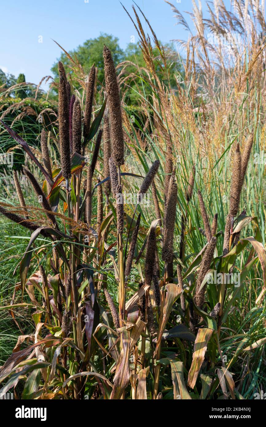 Pennisetum glaucum blooming at the Botanic Garden, Balchik, Bulgaria ...