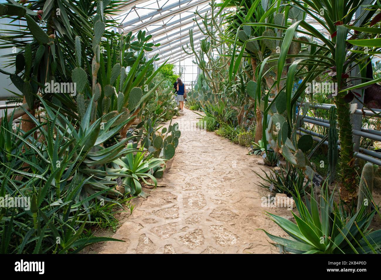 The Cactus exhibition at the Botanical Gardens in Balchik, Bulgaria ...