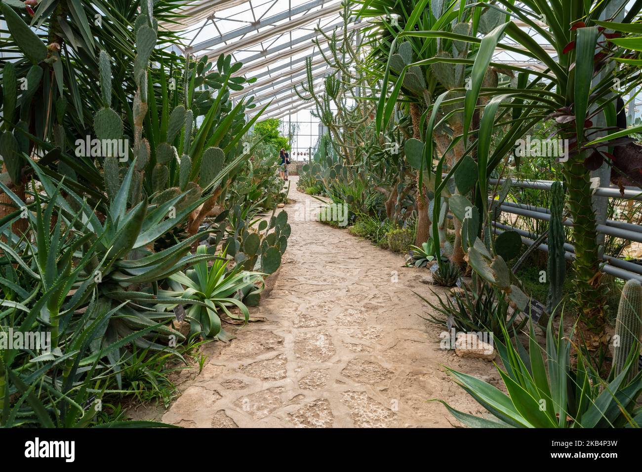 The Cactus exhibition at the Botanical Gardens in Balchik, Bulgaria ...