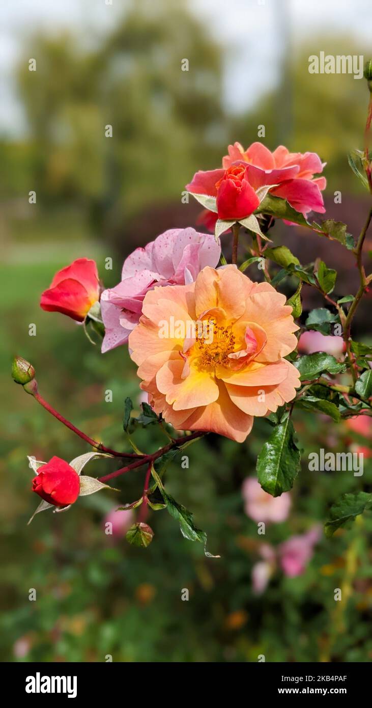 Garden roses of different colours in bloom. Vertical. Front view Stock ...