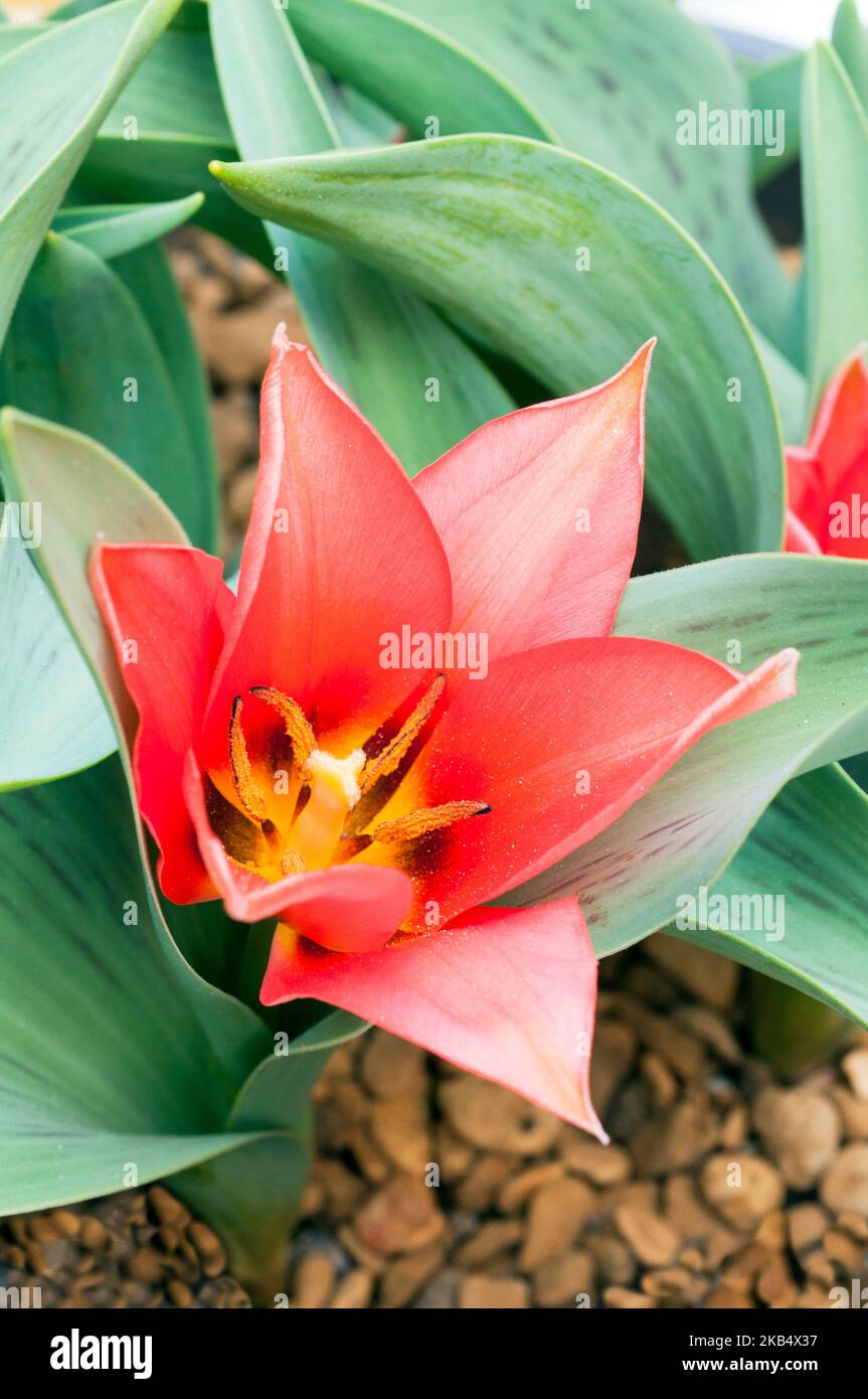 Tulipa kaufmanniana shakespeare hi-res stock photography and images - Alamy
