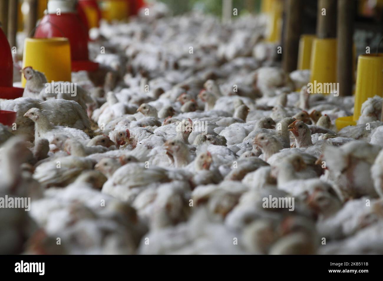 Chickens are seen in a poultry farm in Bogor, West Java, Indonesia, on ...