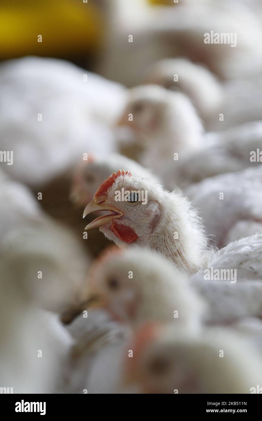 Chickens are seen in a poultry farm in Bogor, West Java, Indonesia, on ...