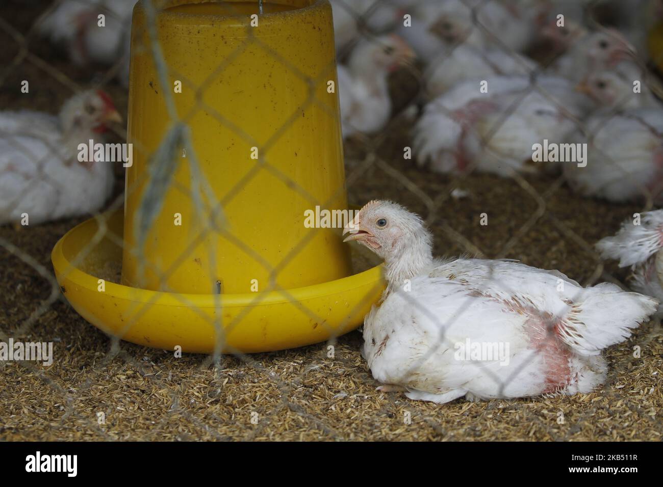 Chickens are seen in a poultry farm in Bogor, West Java, Indonesia, on ...