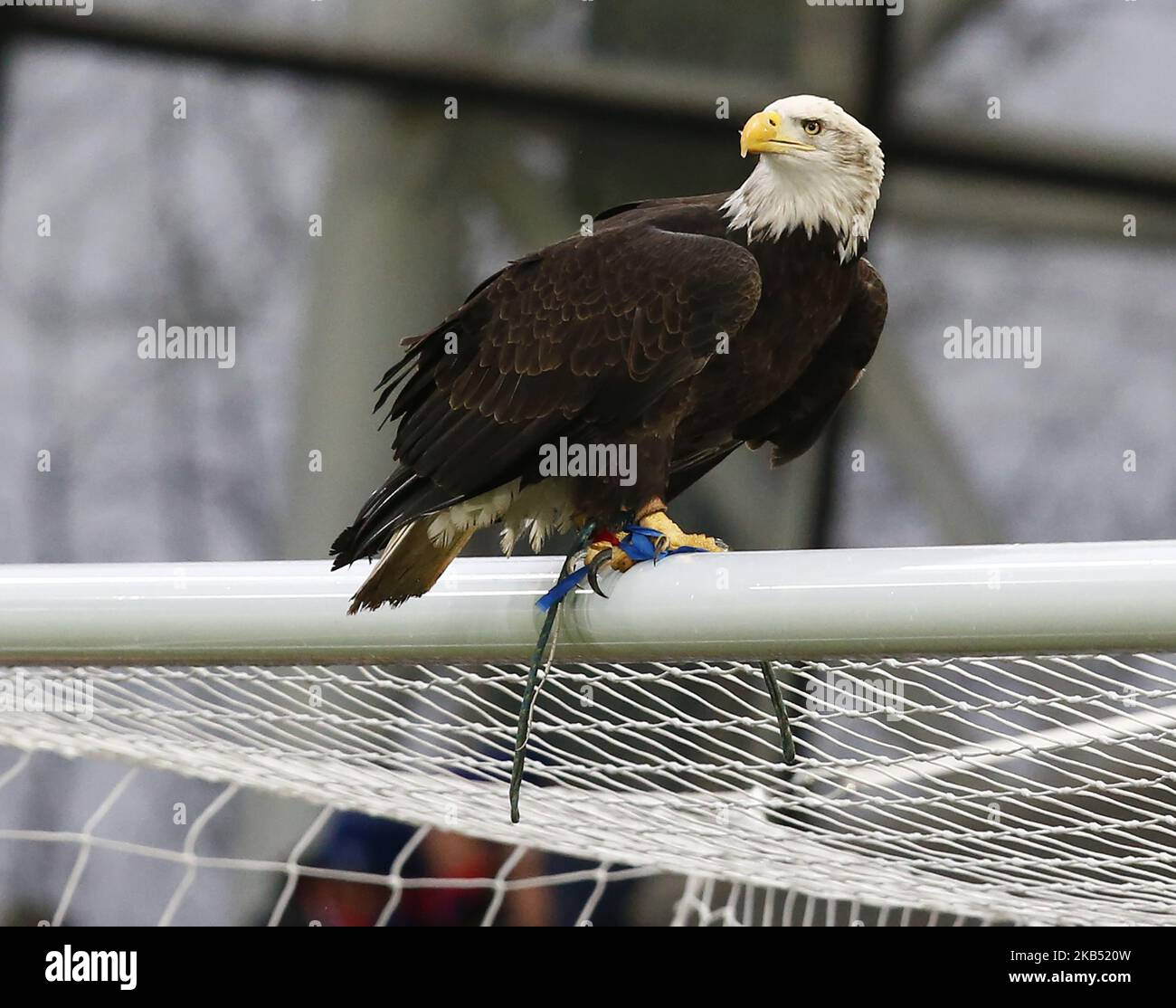 Crystal Palace's bald eagle mascot Kayla during FA Cup Fourth Round ...