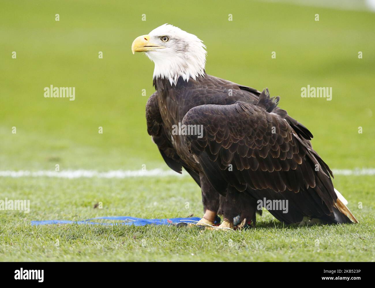 Crystal Palace's bald eagle mascot Kayla during FA Cup Fourth Round ...