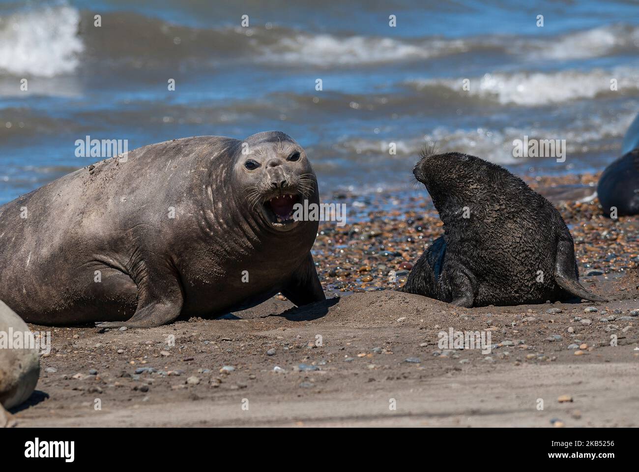 South Atlantic Elephant Seal, in antarctic environment , Hannah Point ...