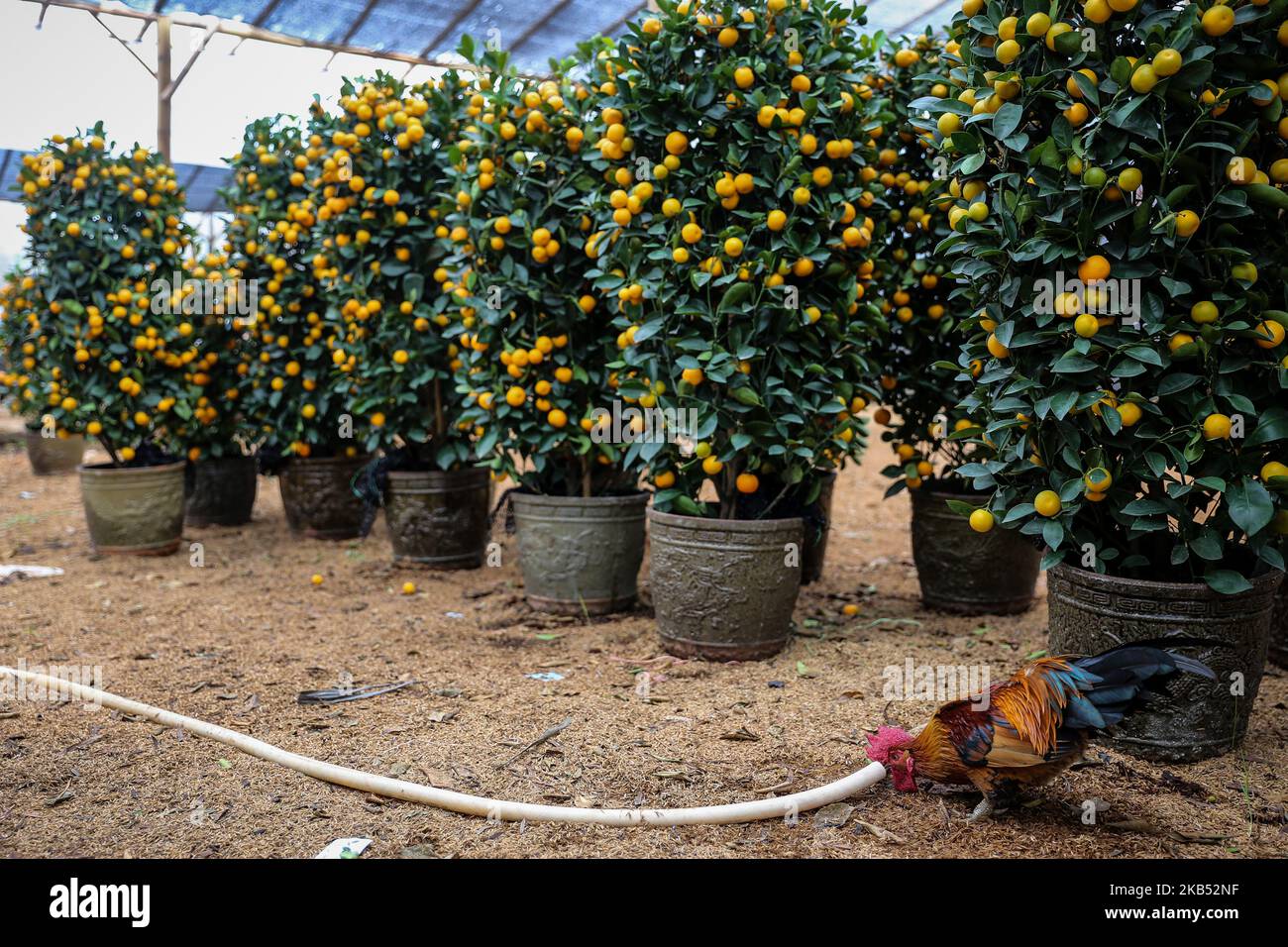 Once a year flower hi-res stock photography and images - Alamy