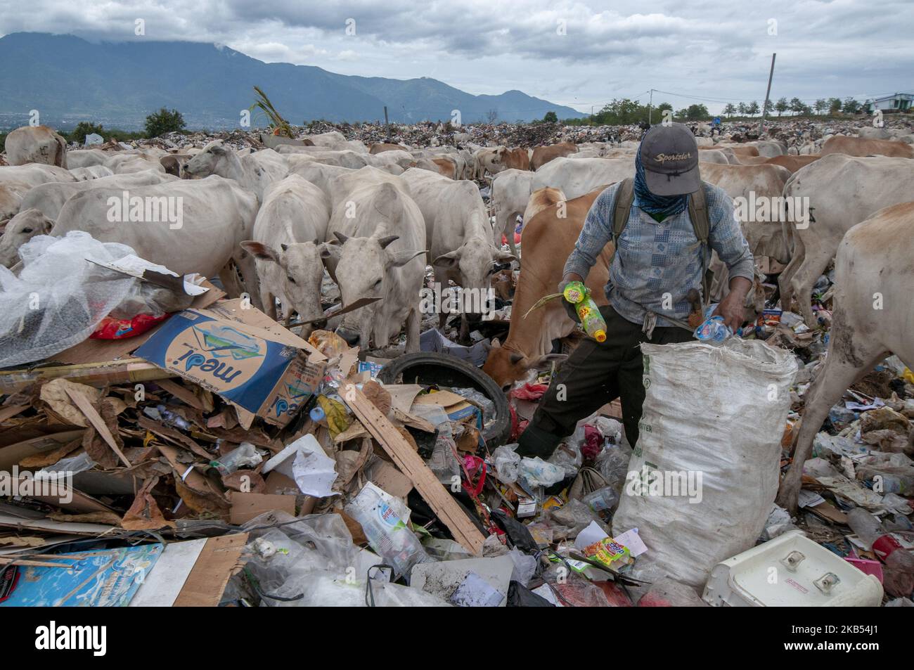 Cows eat waste hi-res stock photography and images - Alamy
