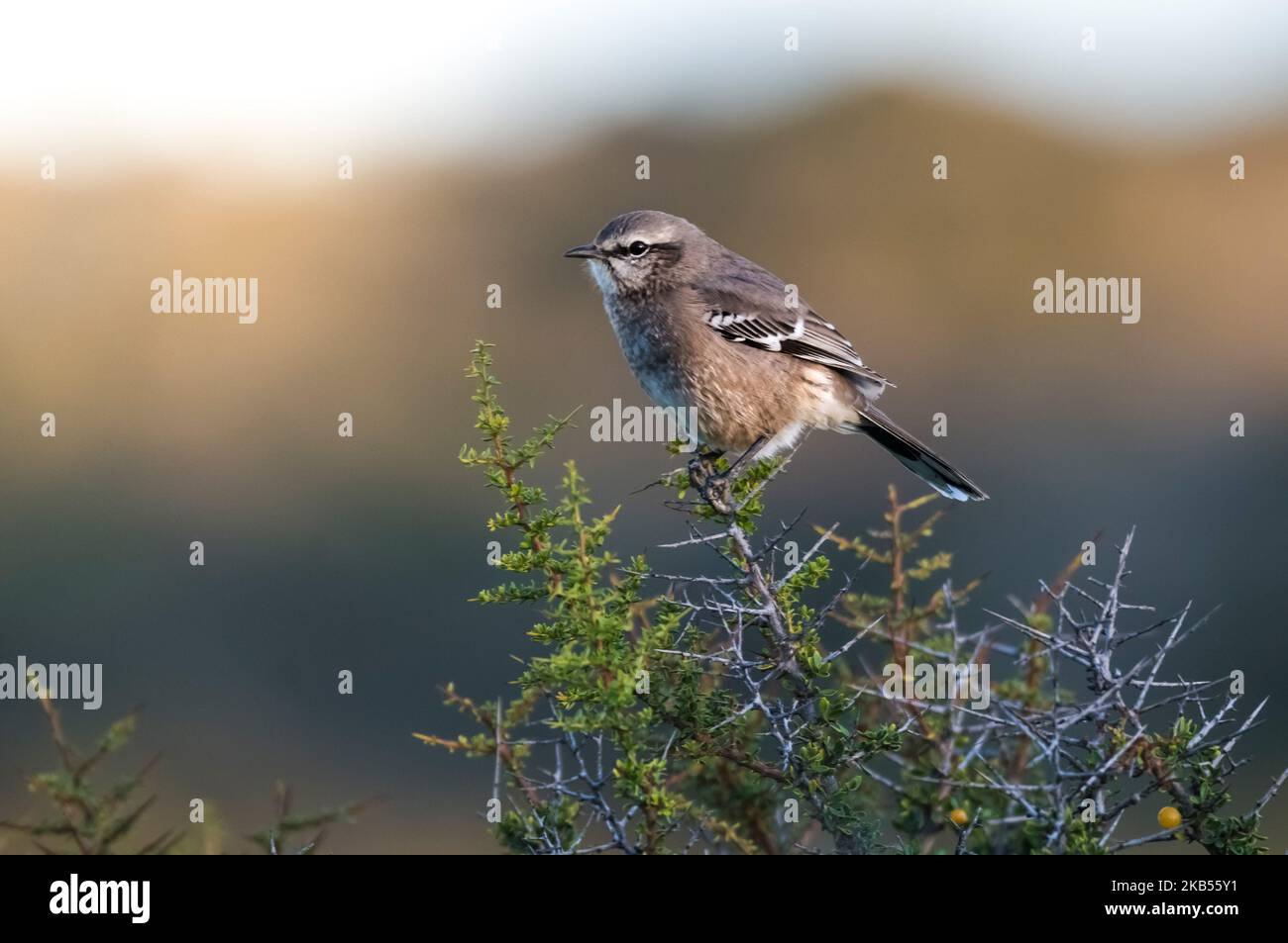 White banded Mockingbird, Mimus triurus, in Pampas grass environment ...