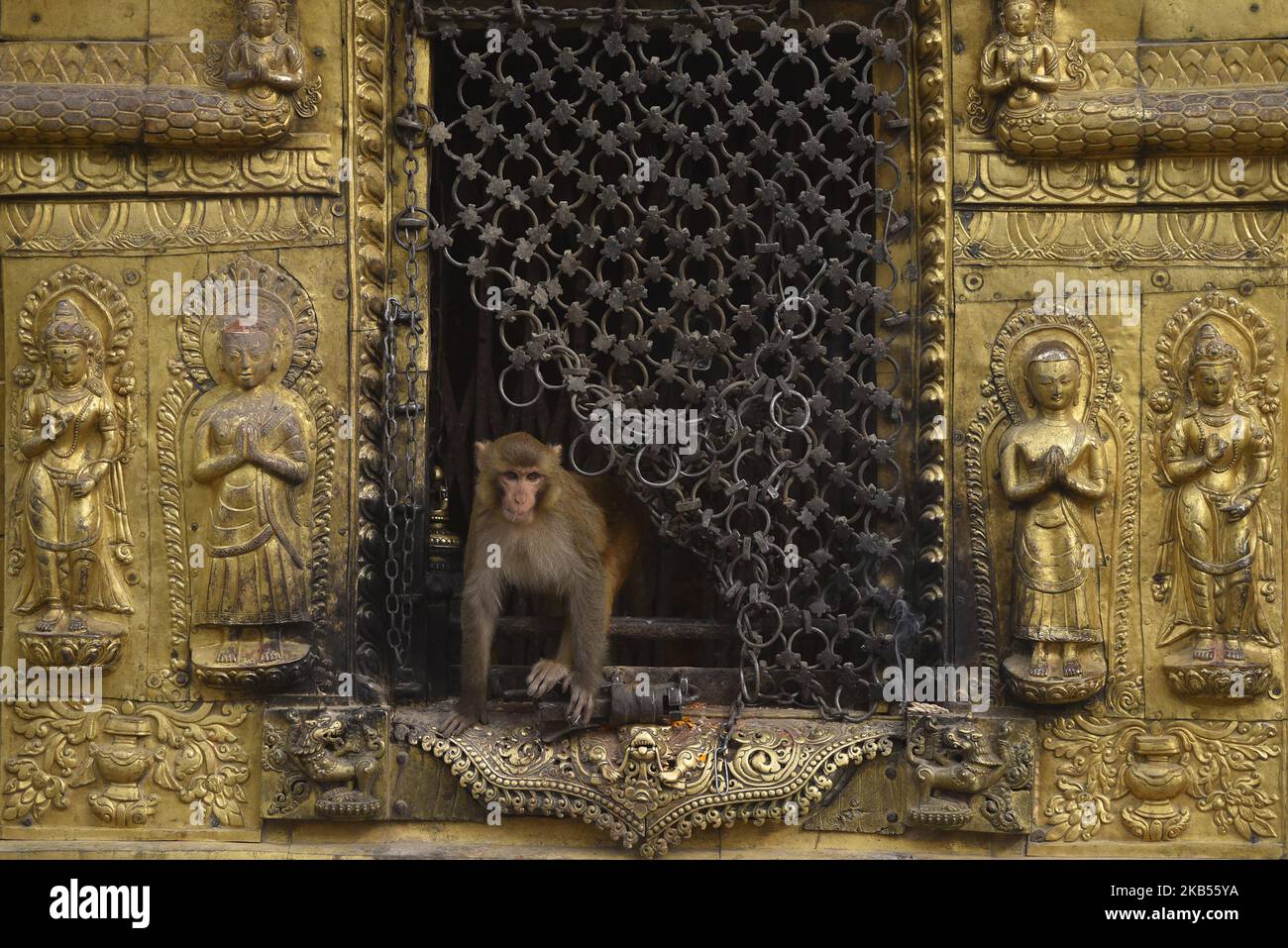A Monkey searching for the food inside temple at the Swayambhunath ...