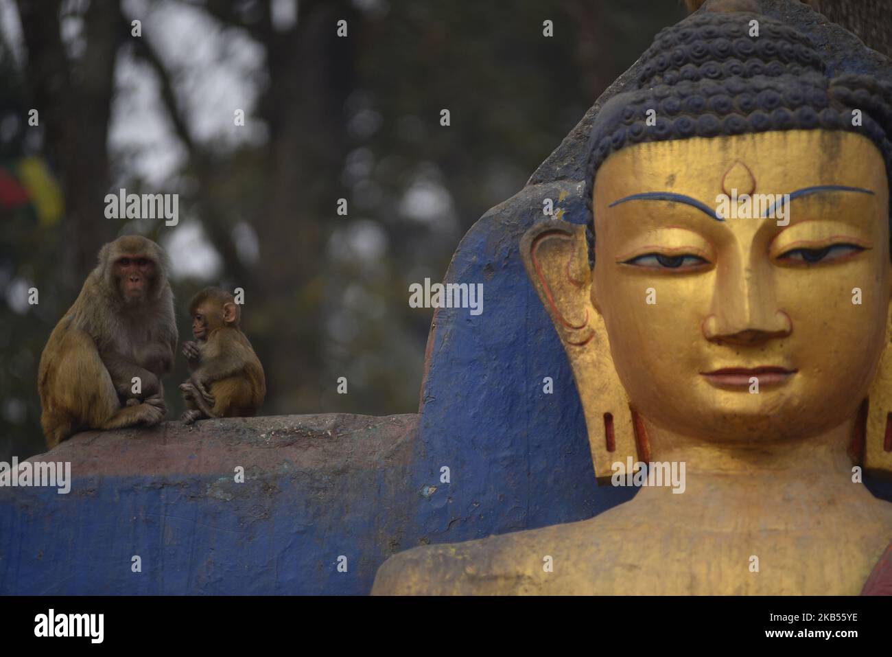 Monkeys playing in the statue of lord buddha at the Swayambhunath Stupa ...