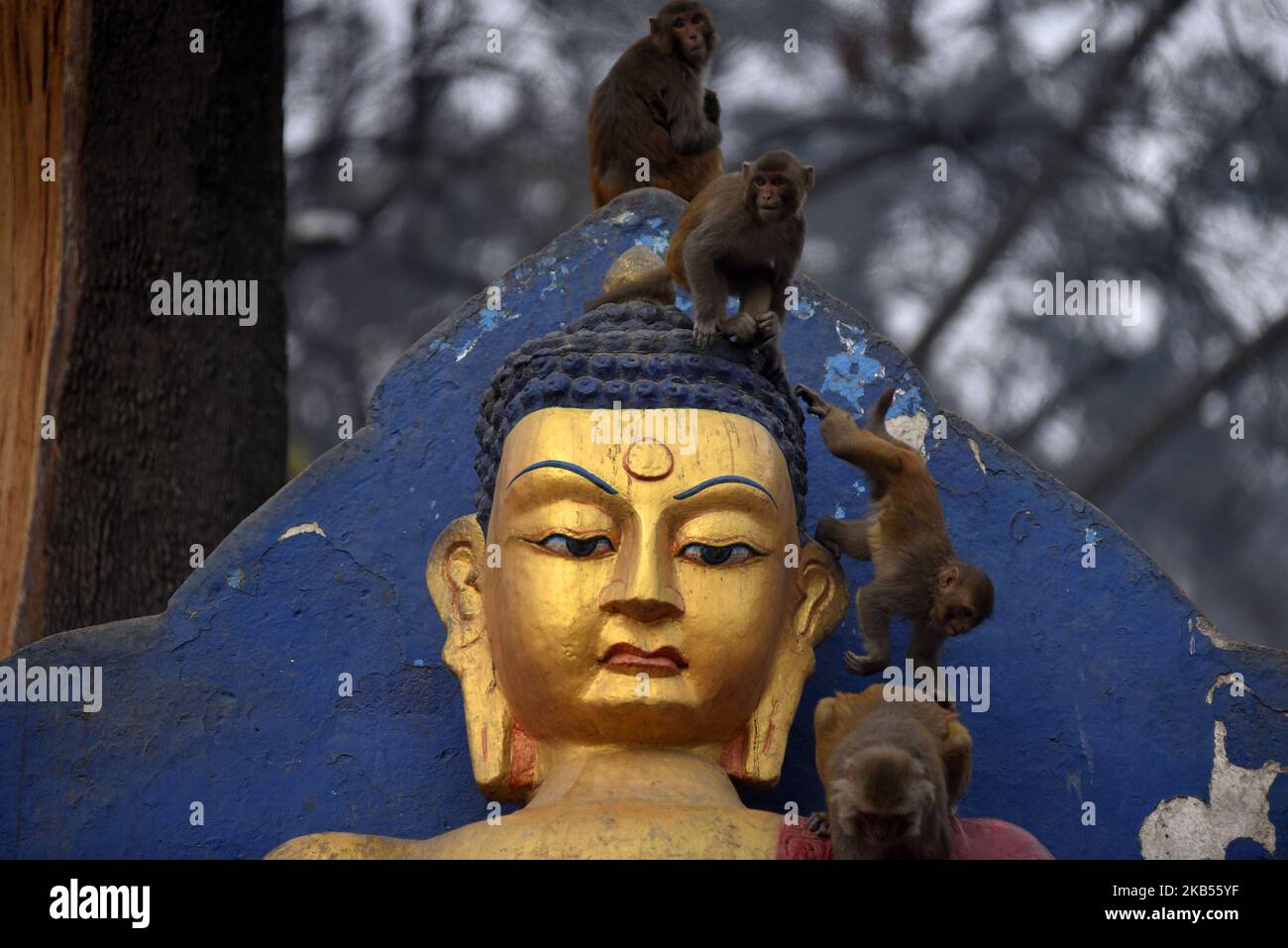 Monkeys playing in the statue of lord buddha at the Swayambhunath Stupa ...