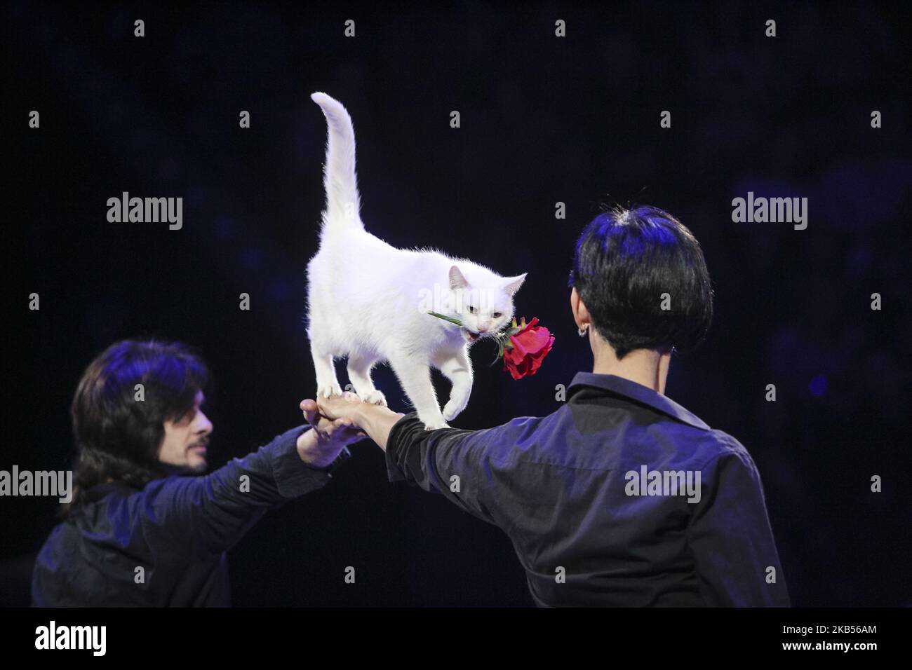 Animal tamers hi-res stock photography and images - Alamy