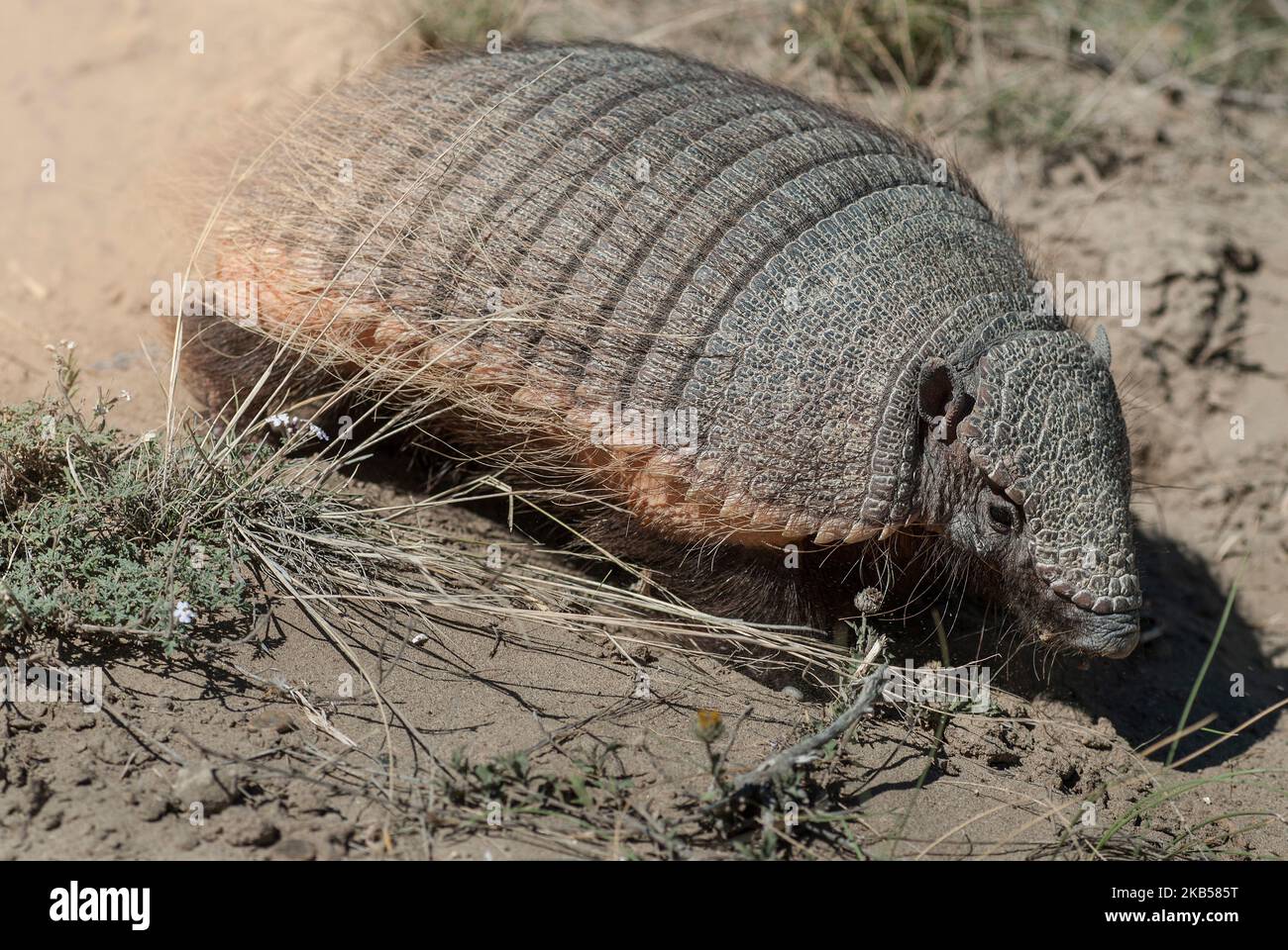 Armadillo in desert environment, Peninsula Valdes, Unesco World ...