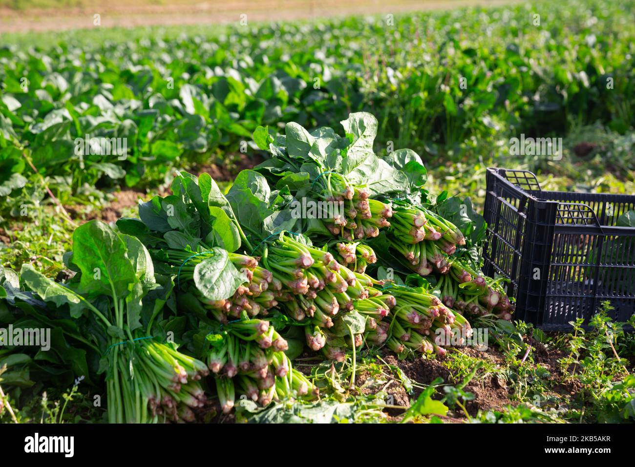 Spinach cut and prepared for transportation on a farm field Stock Photo ...